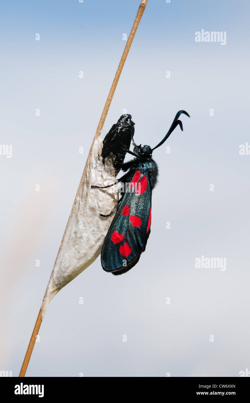 Moth chrysalis hi-res stock photography and images - Alamy