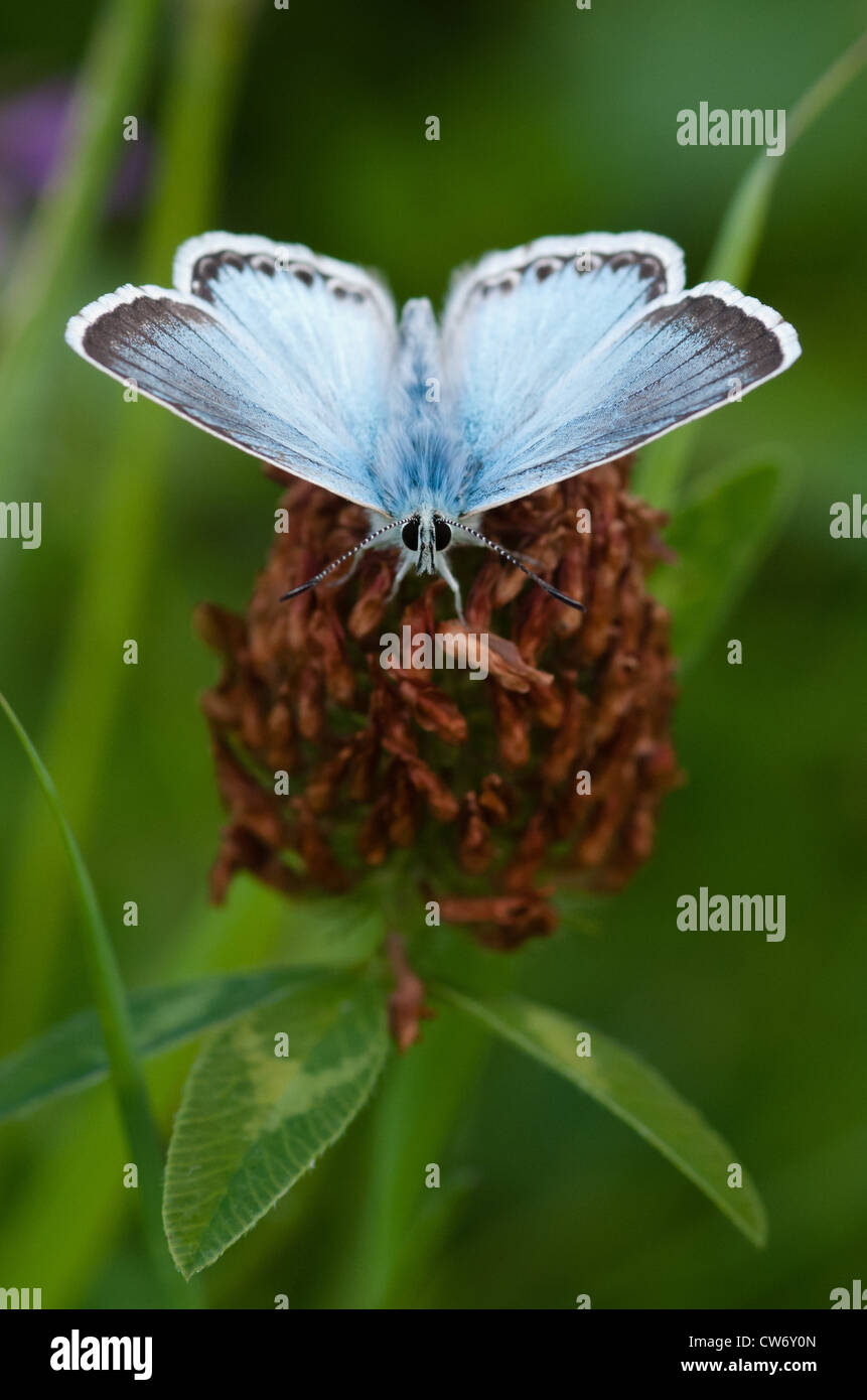 Symmetrical frontal view of male Chalkhill Blue butterfly showing upper ...