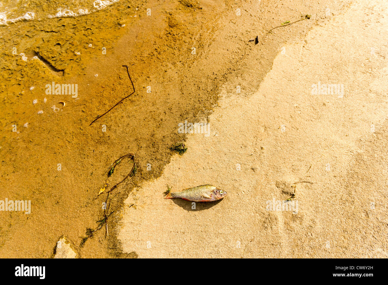 wild fish in lake, nature series Stock Photo - Alamy