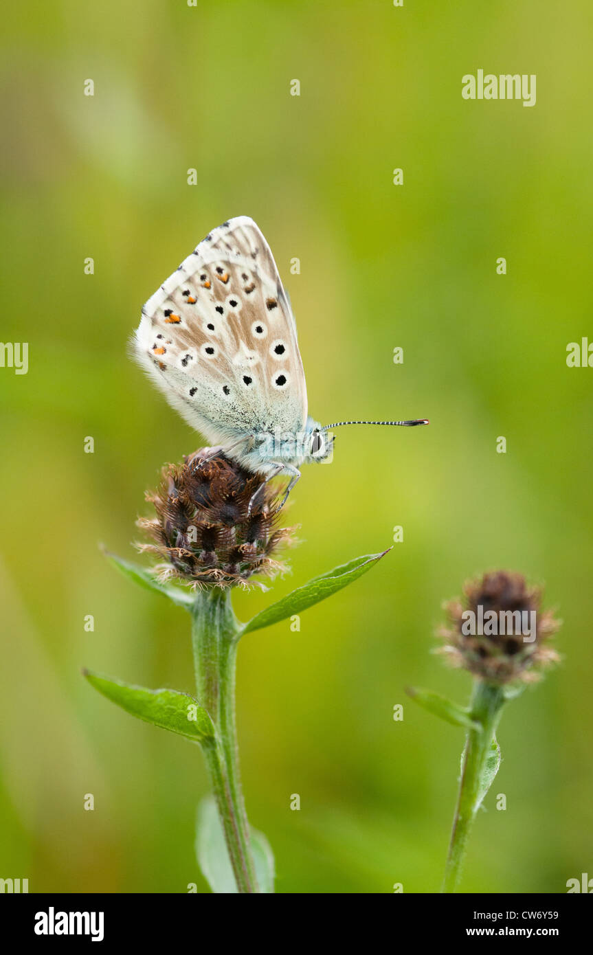 Male Chalkhill Blue butterfly side view, vertical format with blurred ...