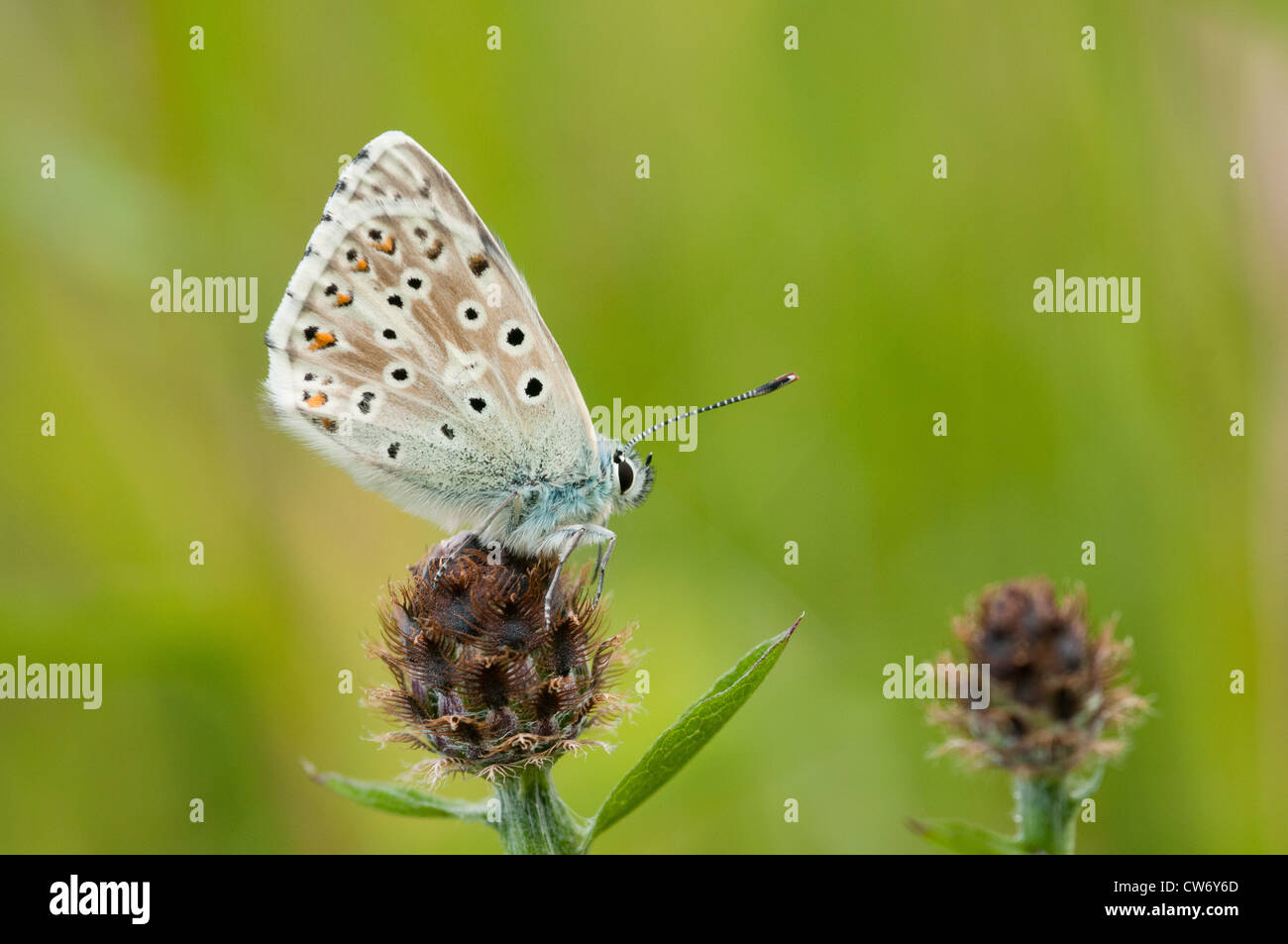 Side view of male Chalkhill Blue butterfly showing underside of wings ...