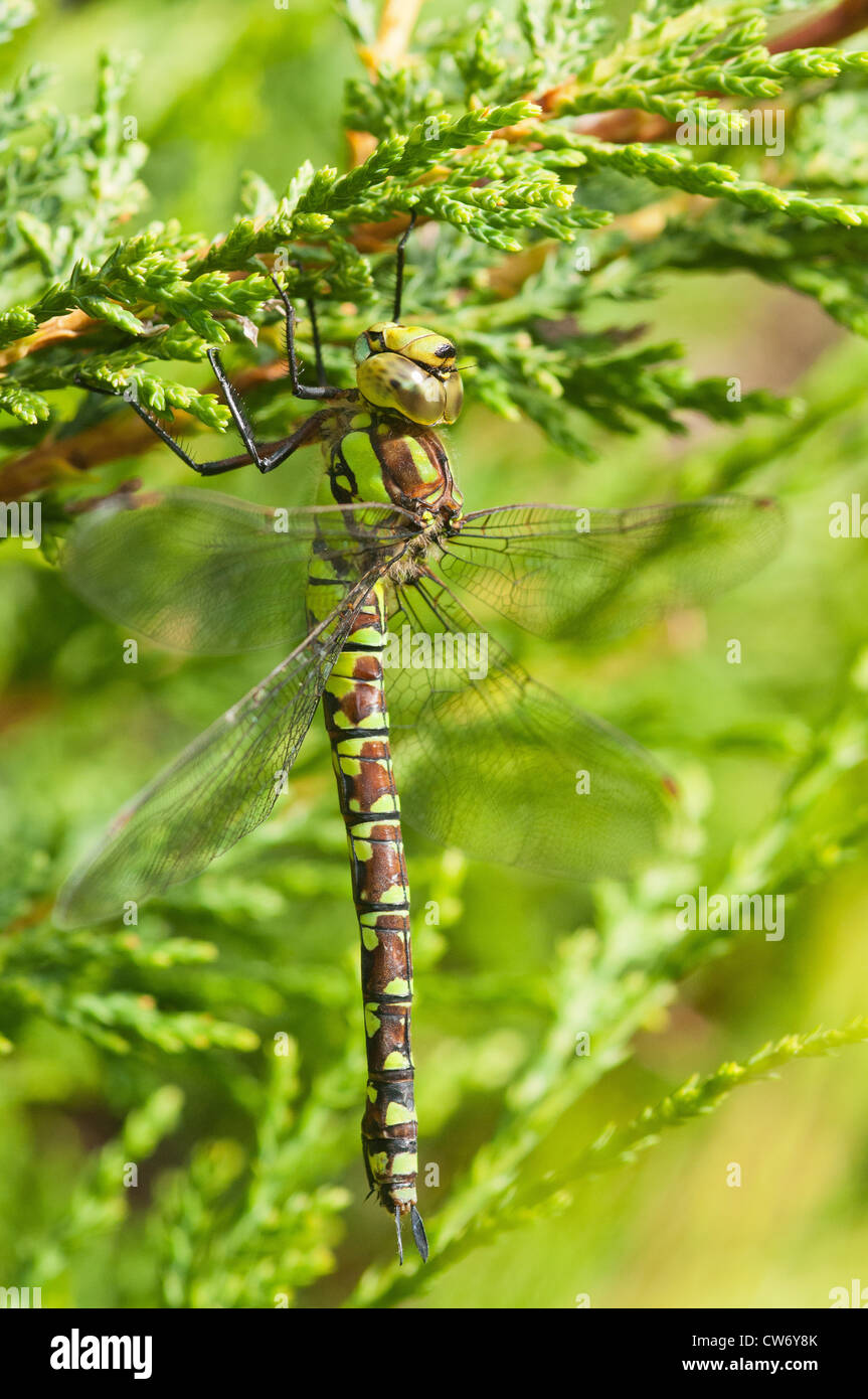 Southern Hawker dragonfly female, hanging vertically from green foliage ...