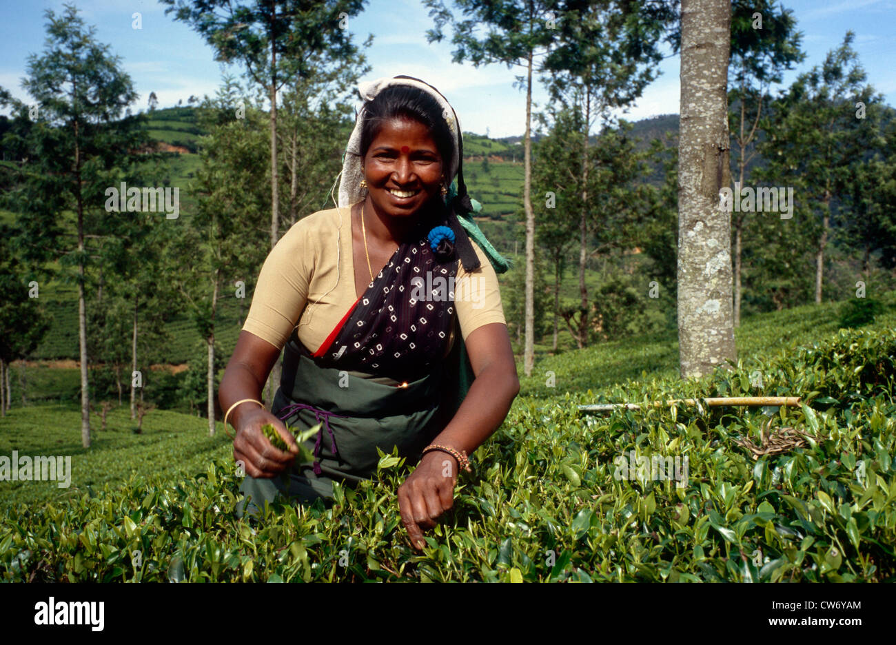 tea picker woman, Sri Lanka, Zentralprovinz, Nuwara Eliya Stock Photo ...