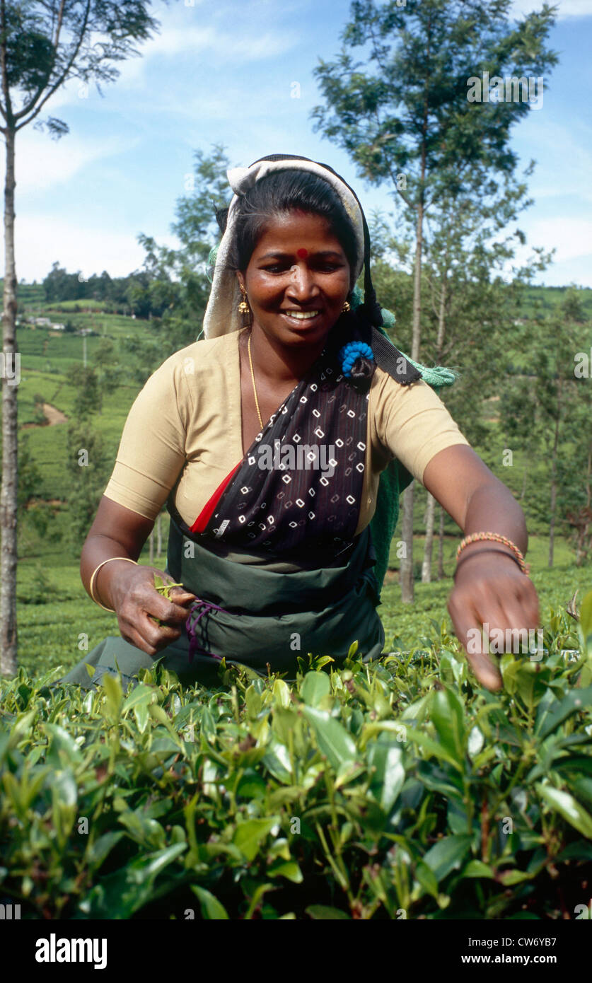 tea picker woman, Sri Lanka, Zentralprovinz, Nuwara Eliya Stock Photo ...