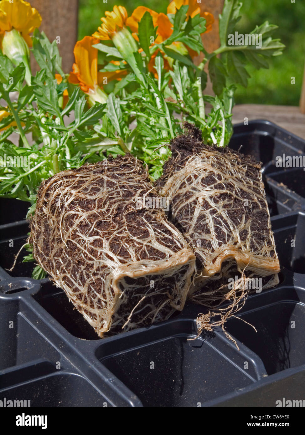 pot bound roots Stock Photo - Alamy