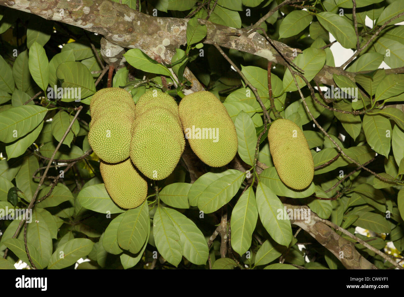 Jack fruit trees hi-res stock photography and images - Alamy
