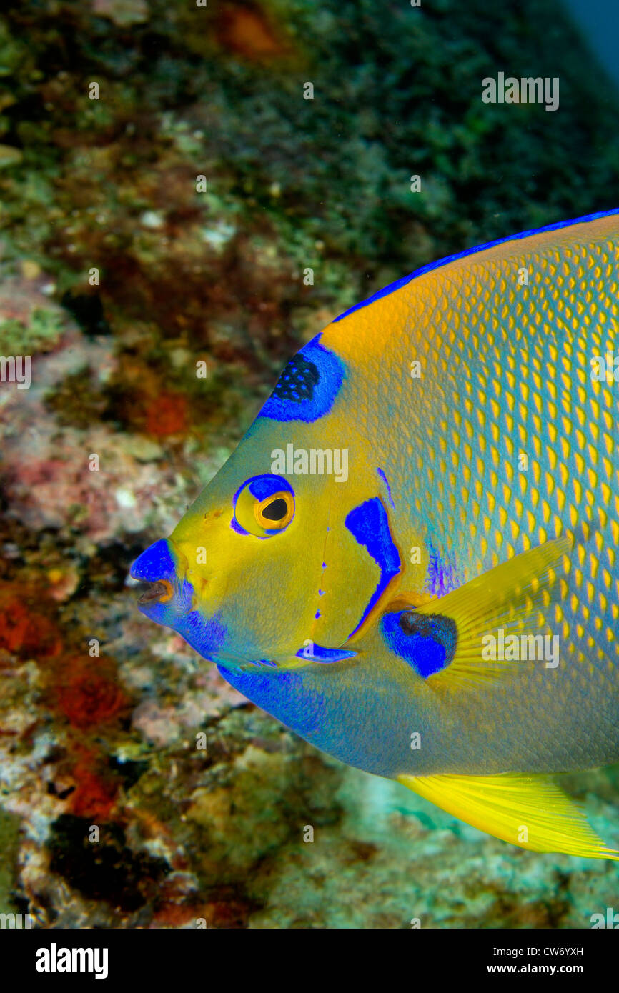 Closeup queen angelfish hi-res stock photography and images - Alamy