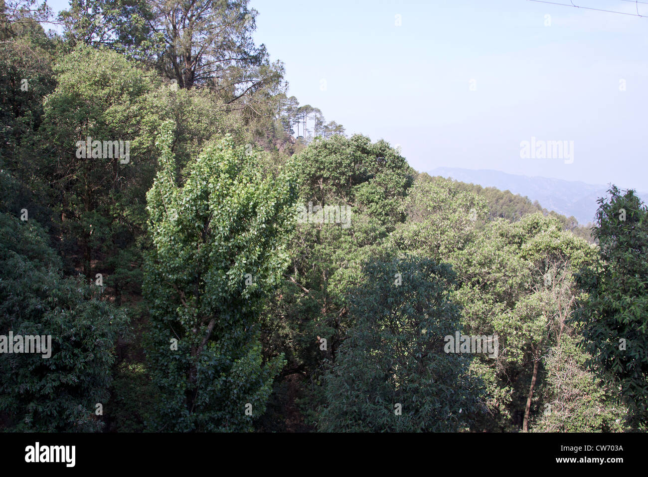 Green cover near Lansdowne in Uttarakhand in North India, with trees ...