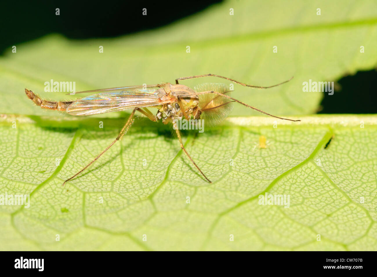 Midge hi-res stock photography and images - Alamy