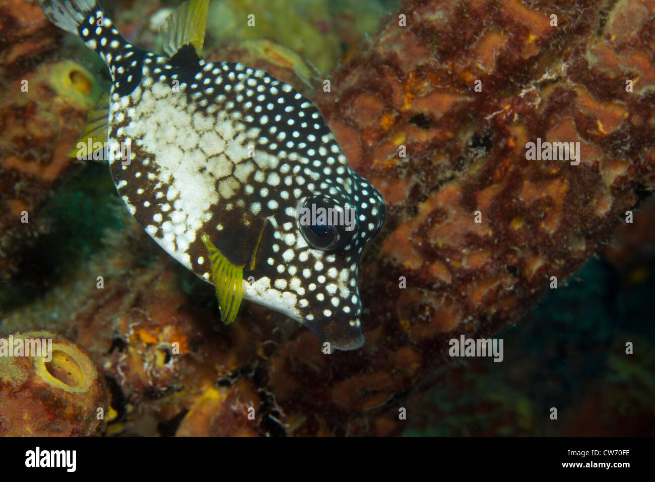 Smooth trunkfish hi-res stock photography and images - Alamy