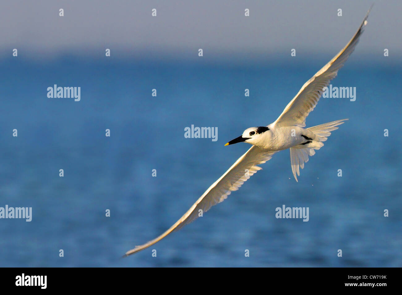 sandwich tern (Sterna sandvicensis, Thalasseus sandvicensis), flying ...