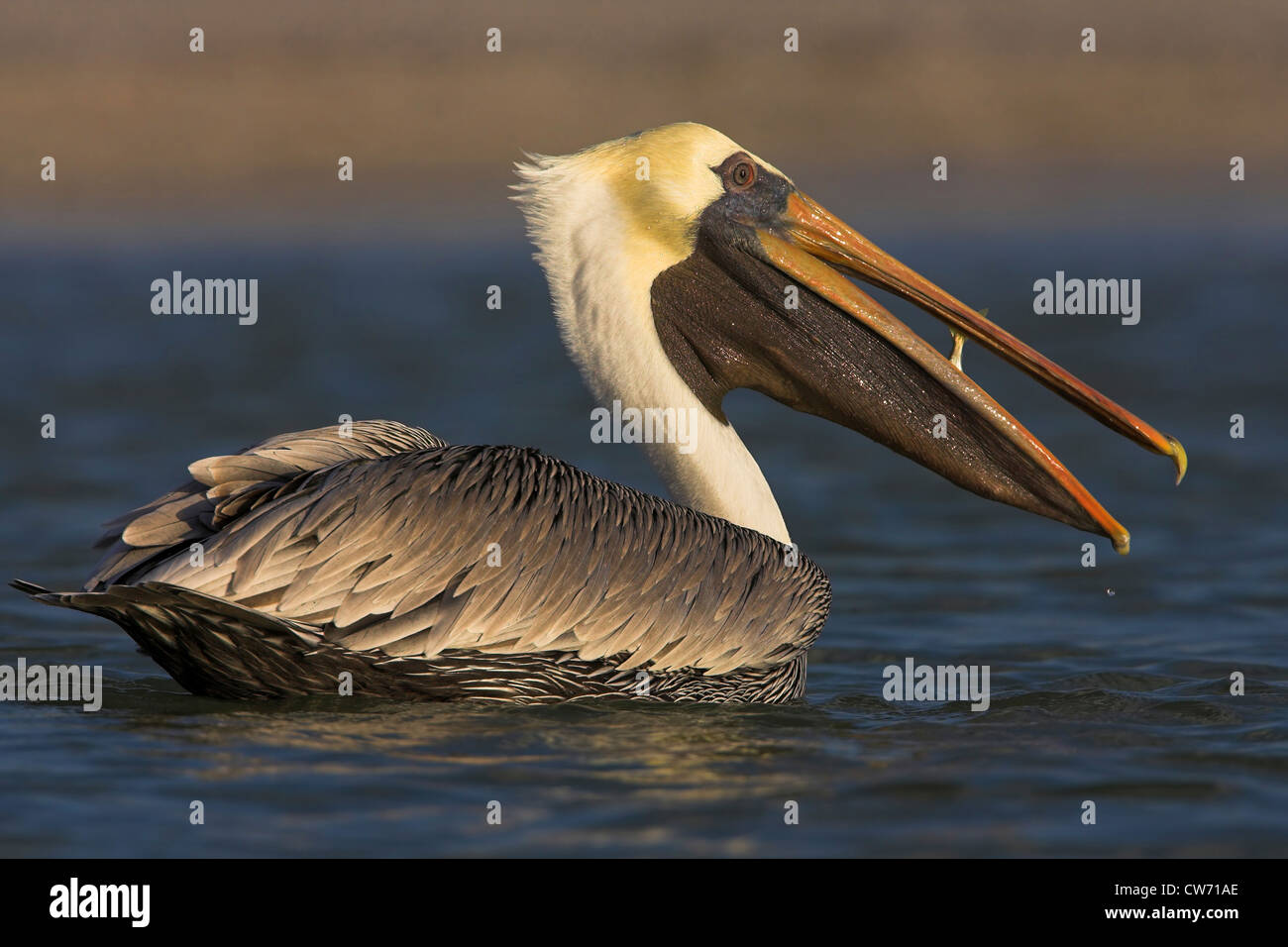 With captured fish in its pouch hi-res stock photography and images - Alamy