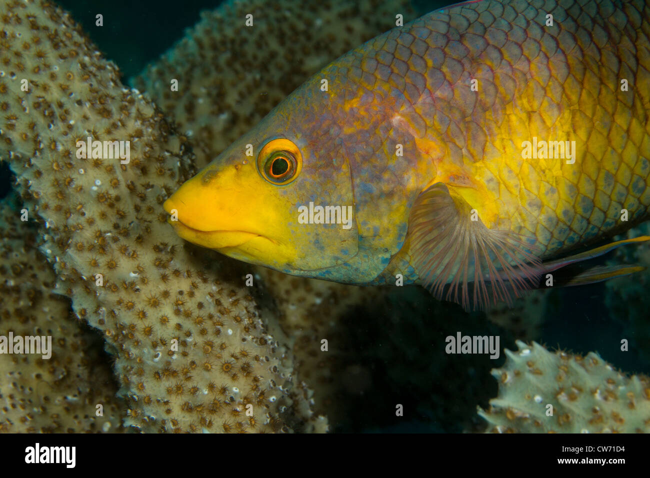 Spanish hogfish hi-res stock photography and images - Alamy