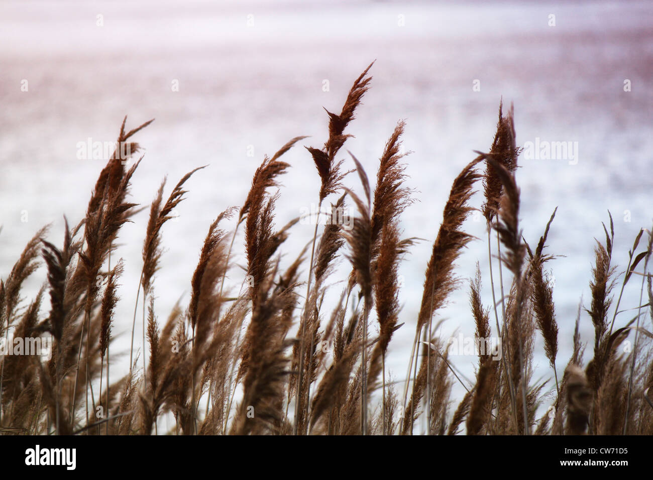 Lagoon plant hi-res stock photography and images - Alamy