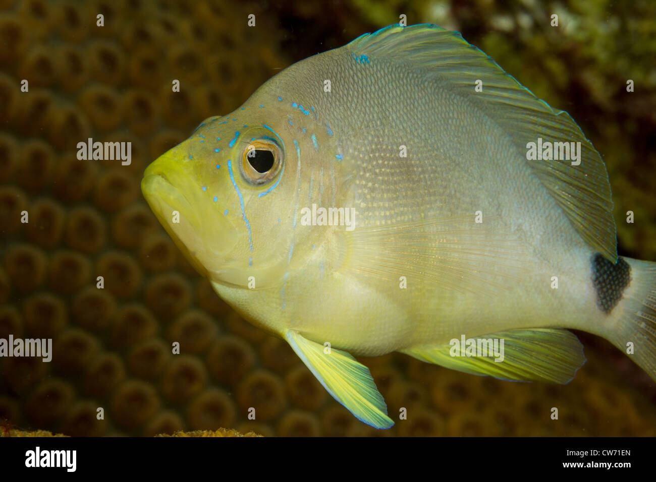 Hamlet Fish High Resolution Stock Photography and Images - Alamy