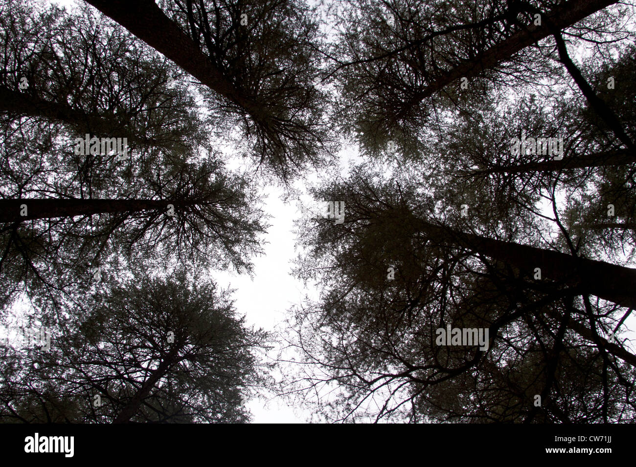 Lansdowne india leaves hi-res stock photography and images - Alamy