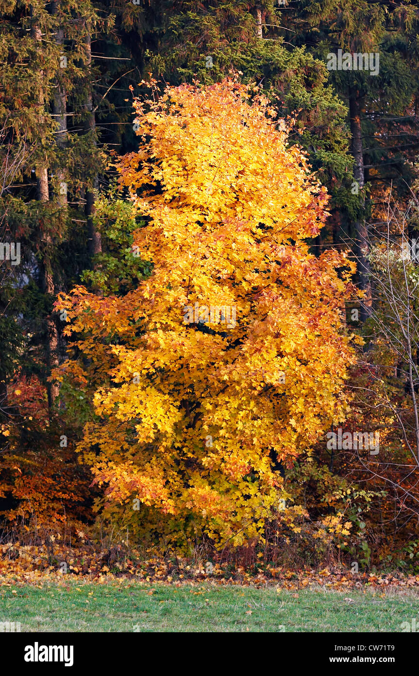 Maple tree colors autumn hi-res stock photography and images - Alamy