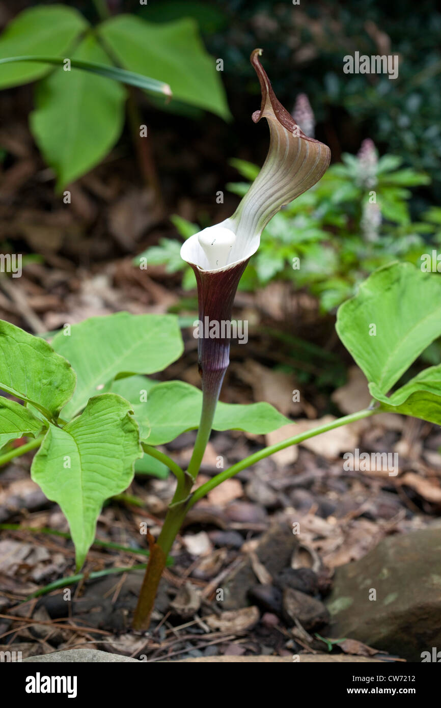 Indian turnip hi-res stock photography and images - Alamy