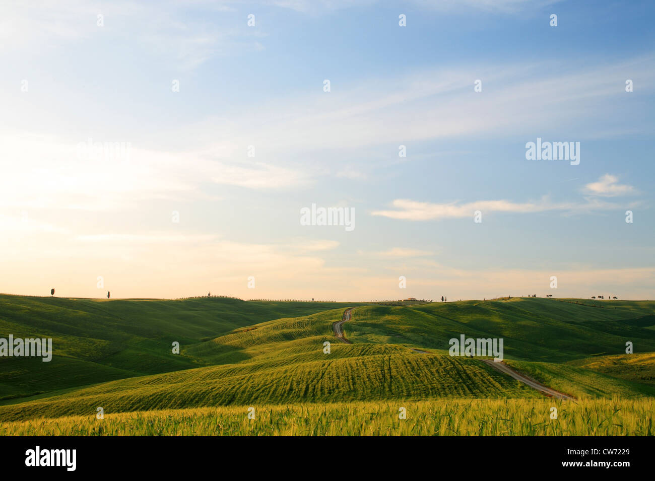 Cornfields and path hi-res stock photography and images - Alamy