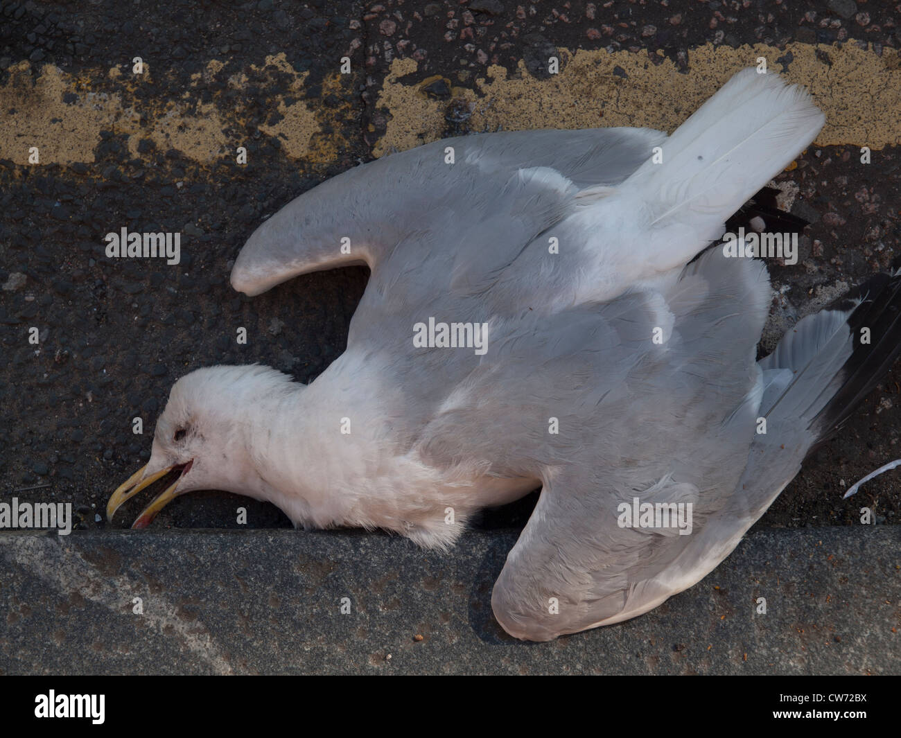 Dead seagull hi-res stock photography and images - Alamy