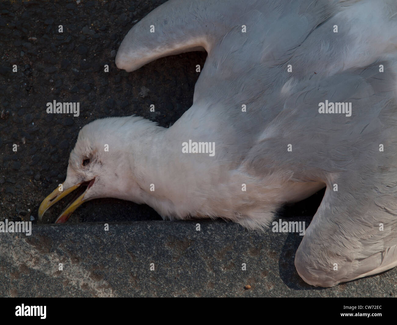 A dead seagull lies in the road in Brighton Stock Photo - Alamy