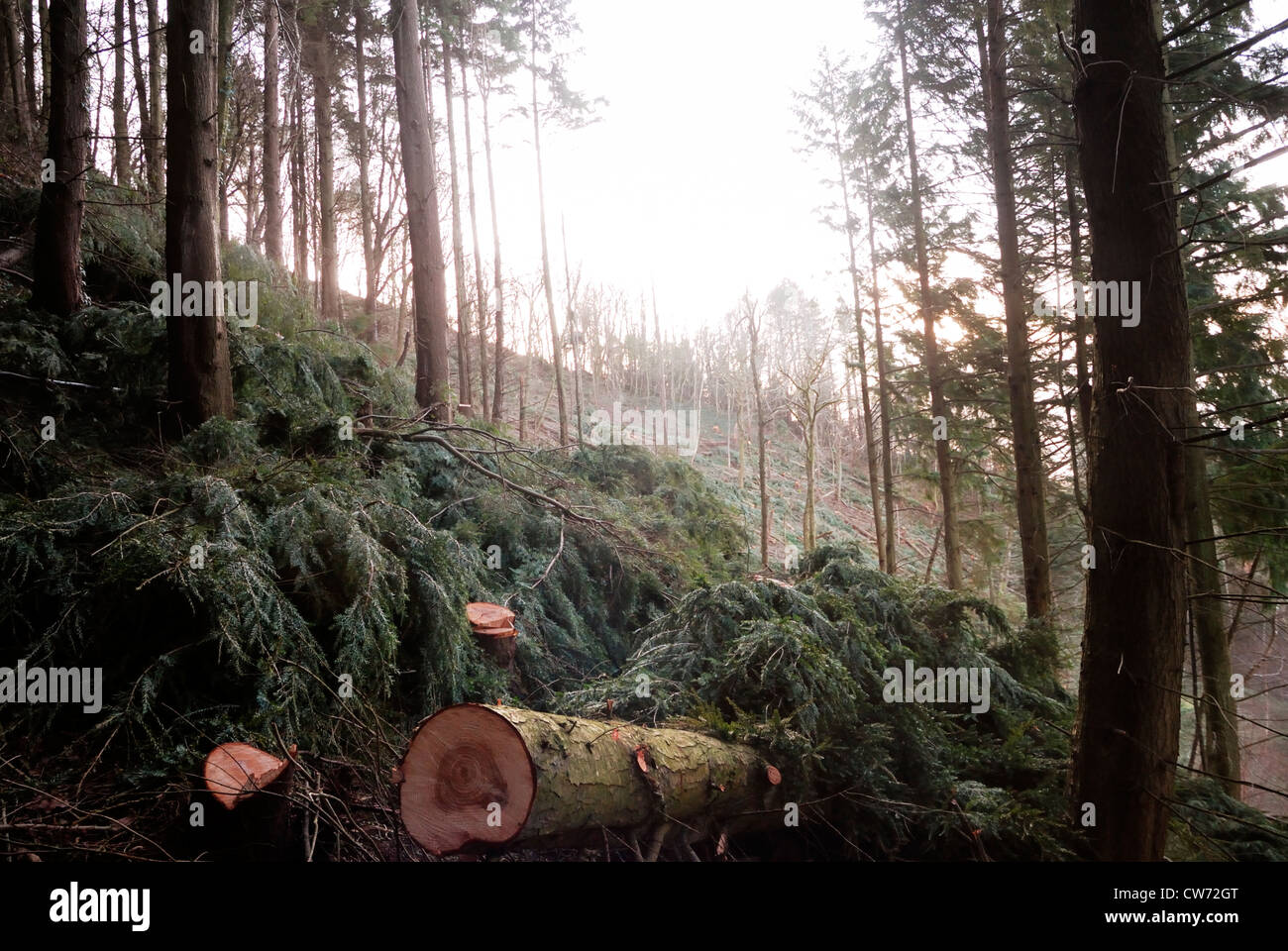Western Hemlock conifer trees being cleared from an Ancient Woodland ...