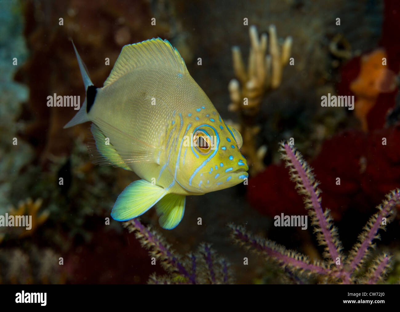 Hamlet fish hi-res stock photography and images - Alamy