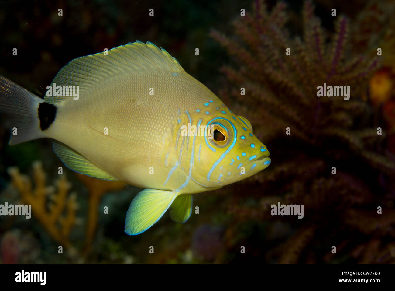 Hamlet fish hi-res stock photography and images - Alamy