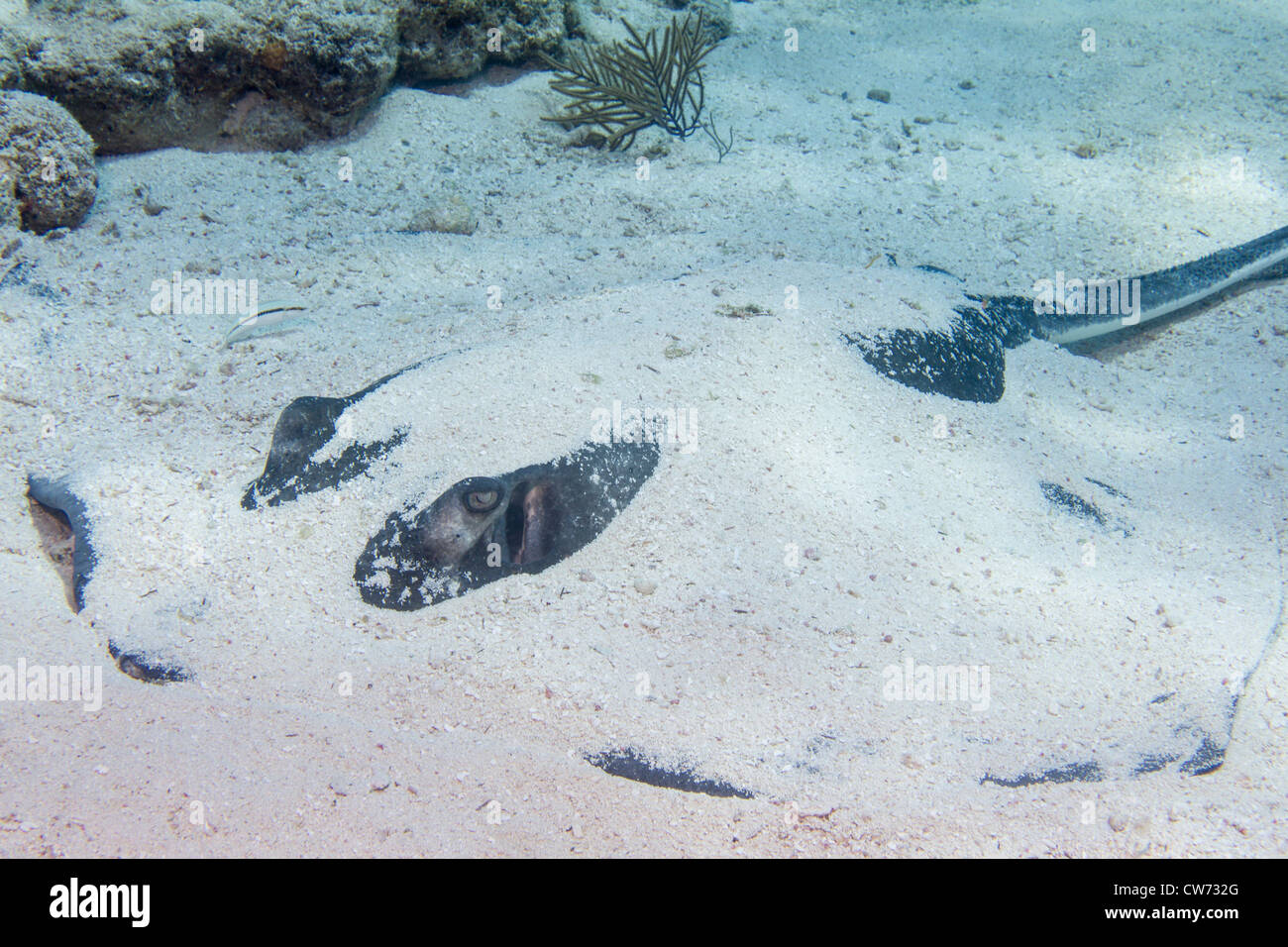 Southern stingray lays partially buried in the sand Stock Photo - Alamy