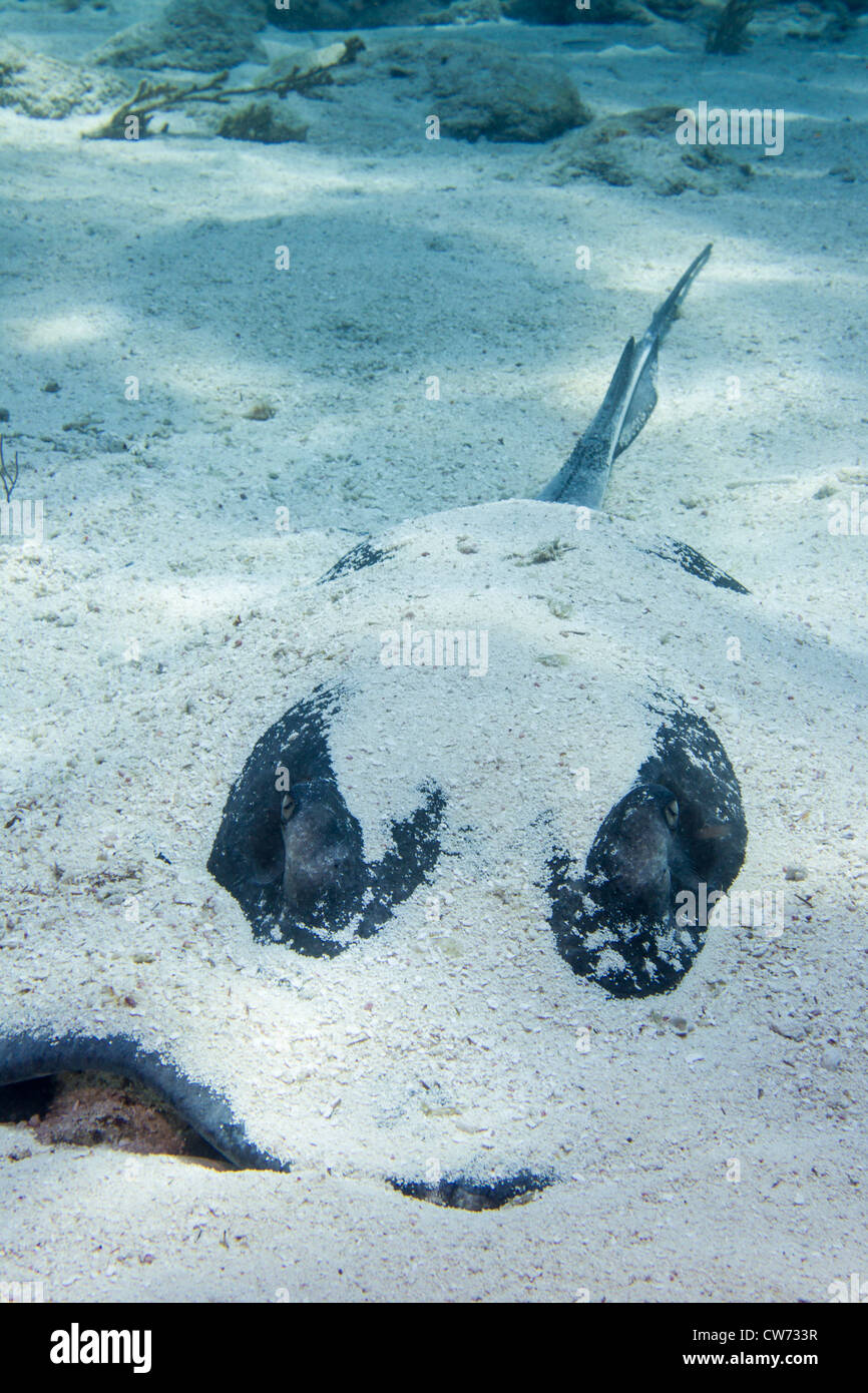 Southern stingray lays partially buried in the sand Stock Photo - Alamy