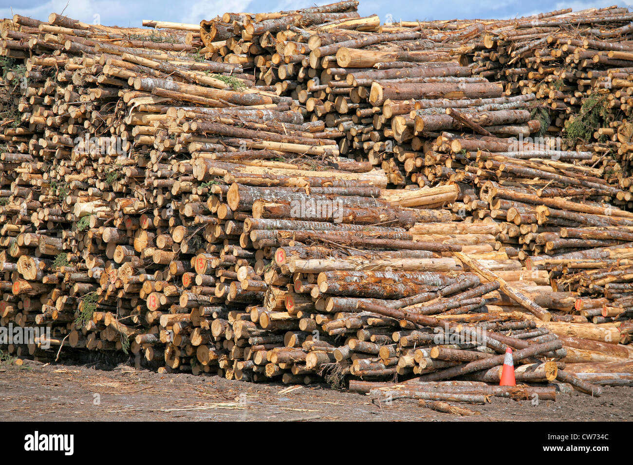 Piles of spruce logs waiting to be processed at a pulp and paper mill ...