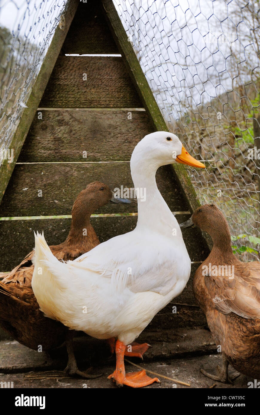 Khaki Campbell ducks with a white drake, Wales Stock Photo - Alamy