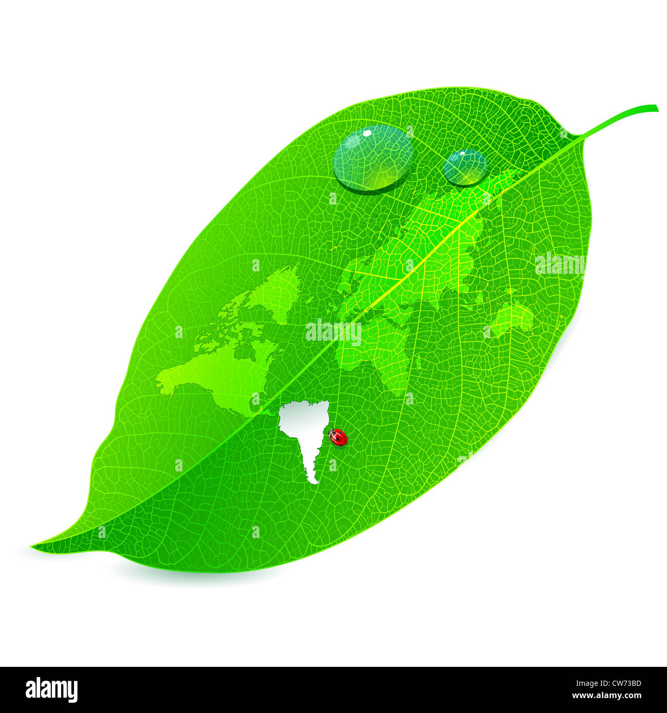 Map of a leaf Cut Out Stock Images & Pictures - Alamy