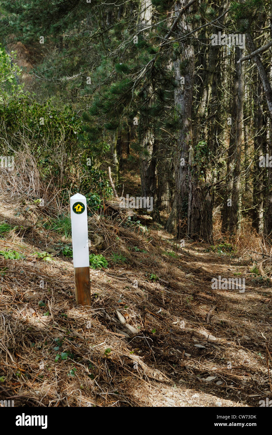 White waymarker post on a restored footpath through woodland, Wales ...