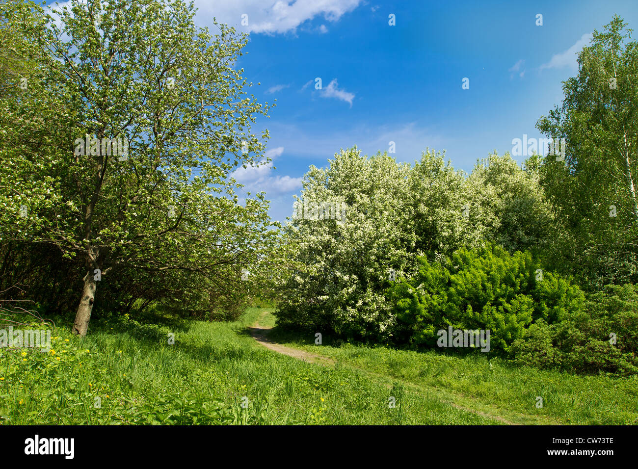 Spring meadow with big tree with fresh green leaves Stock Photo - Alamy