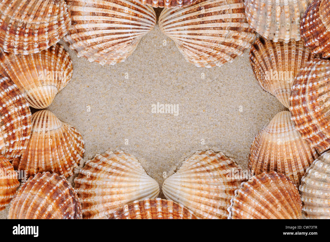 Cockles cockle shells cardiidae frame hi-res stock photography and ...