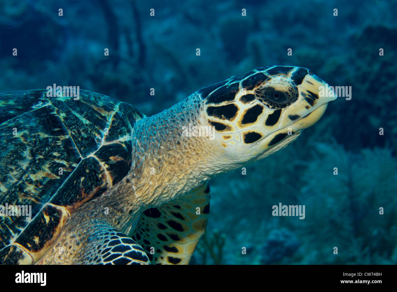 Hawksbill turtle, Key Largo, Florida Stock Photo - Alamy