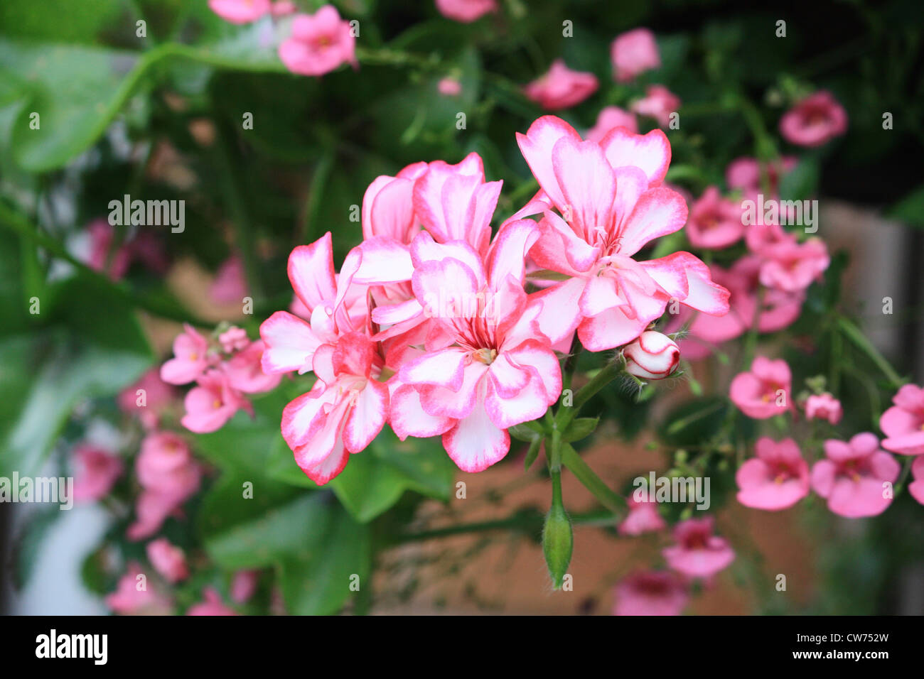 Geranium trailing hi-res stock photography and images - Alamy