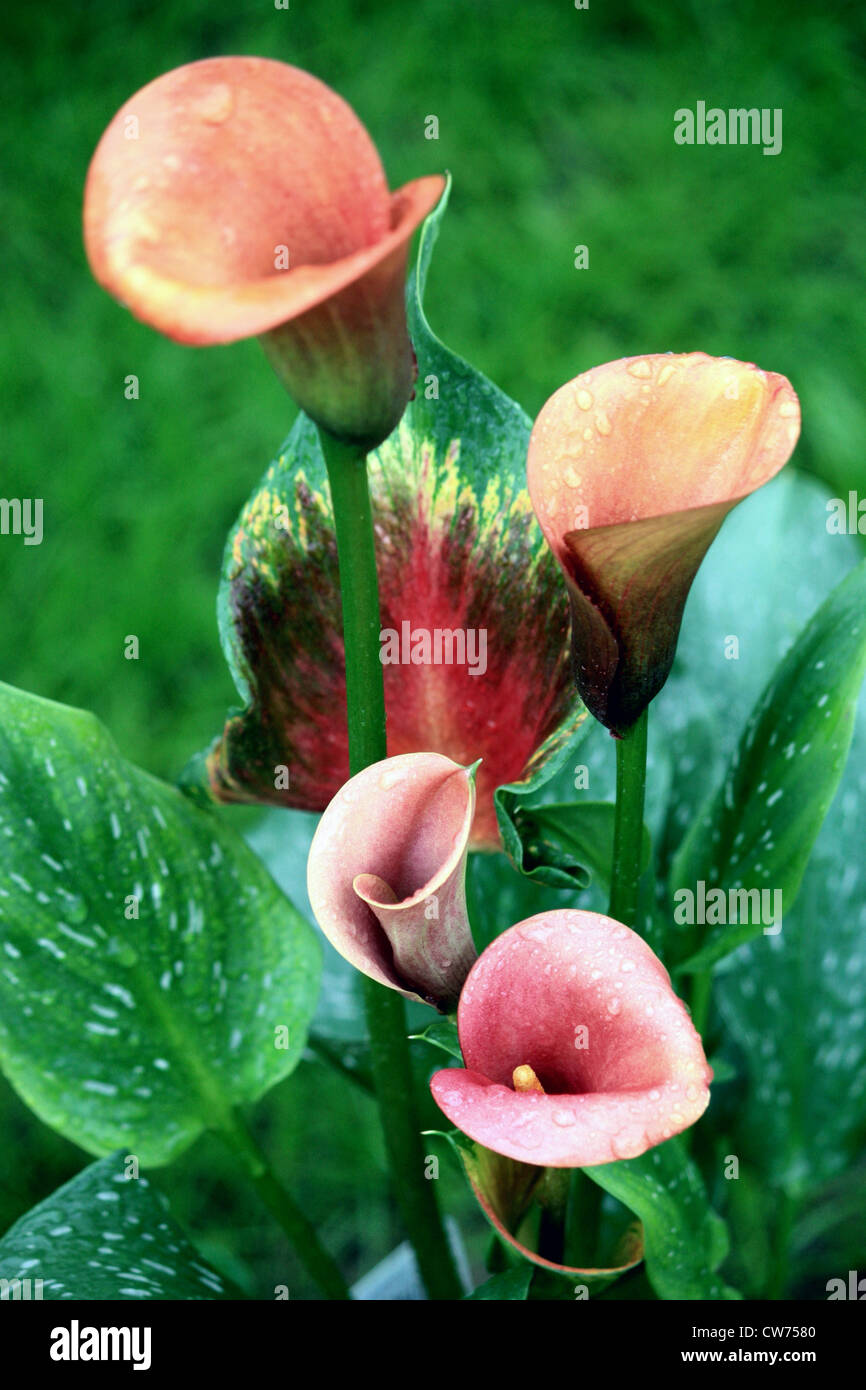 Calla Lily (Zantedeschia 'Flame' Stock Photo - Alamy