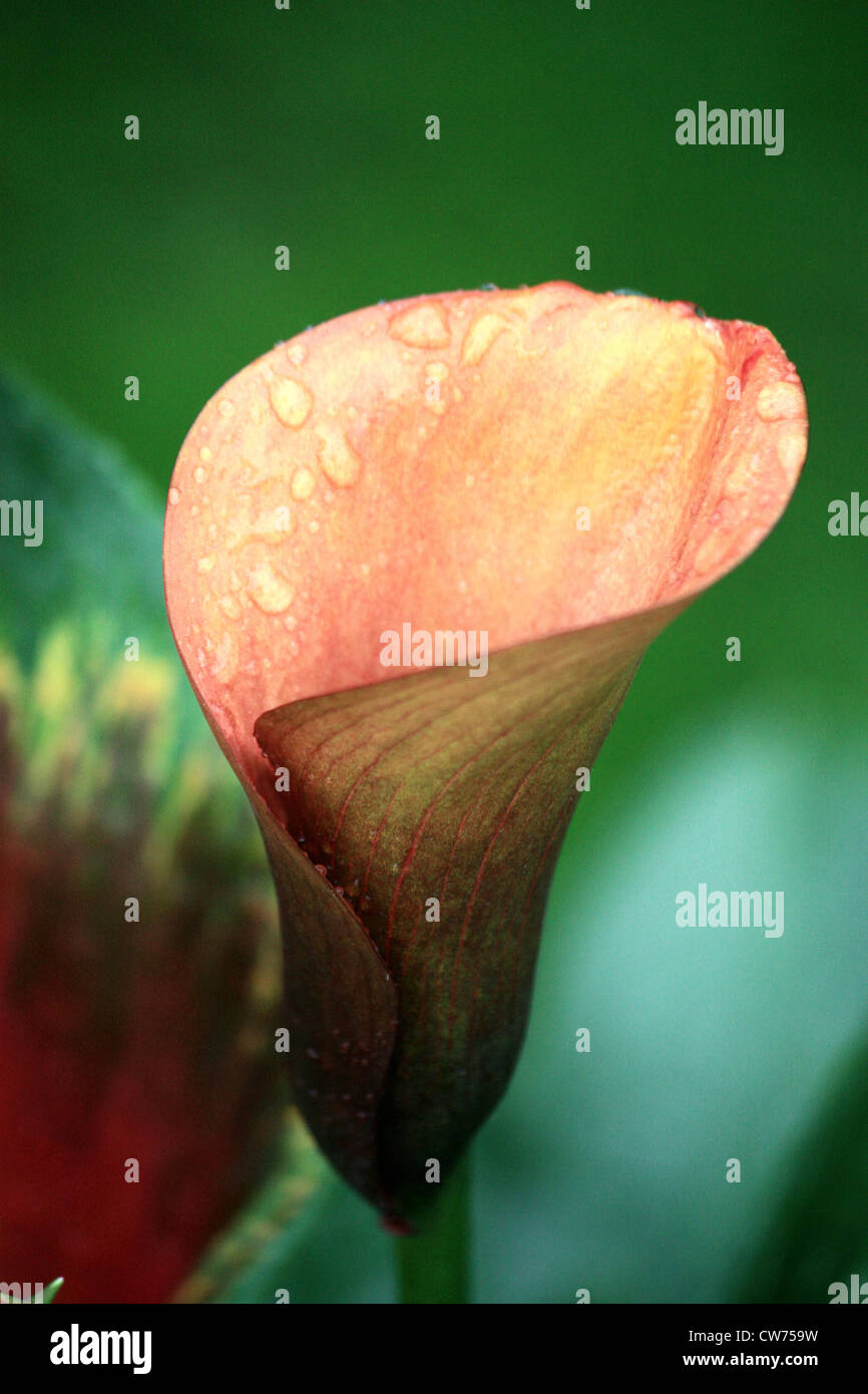 Calla Lily (Zantedeschia 'Flame' Stock Photo - Alamy
