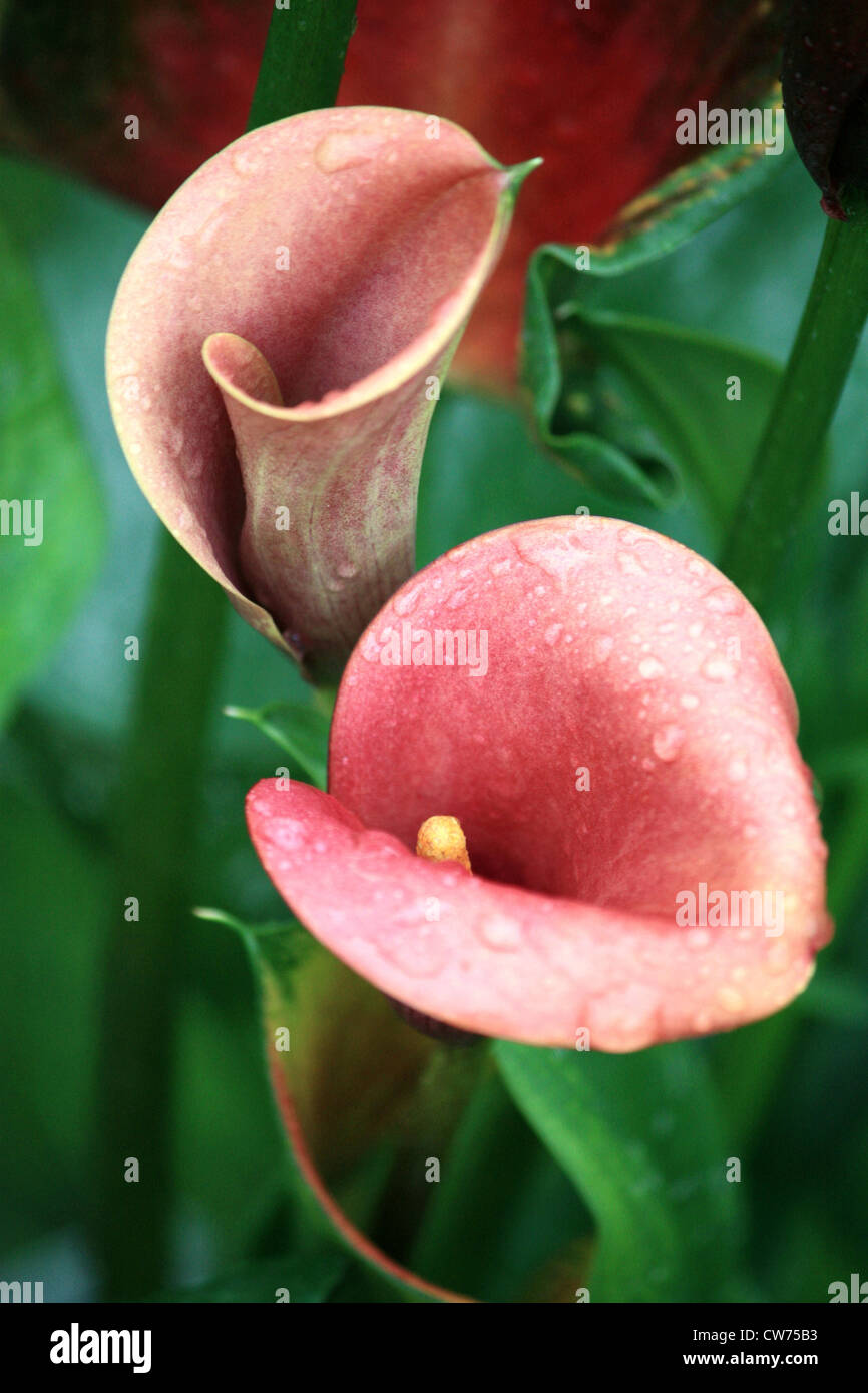 Calla Lily (Zantedeschia 'Flame' Stock Photo - Alamy