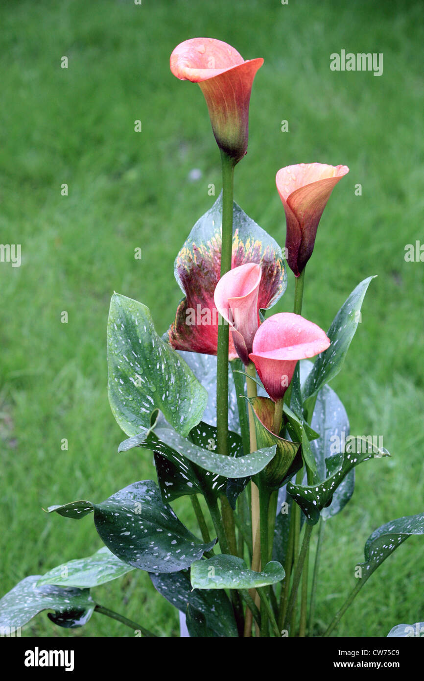 Calla Lily (Zantedeschia 'Flame' Stock Photo - Alamy