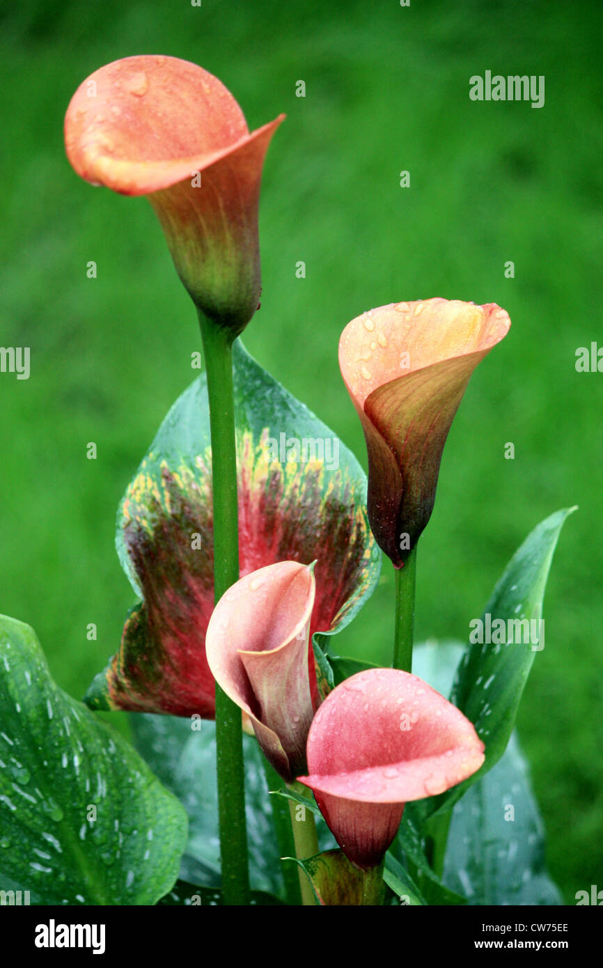 Calla Lily (Zantedeschia 'Flame' Stock Photo - Alamy