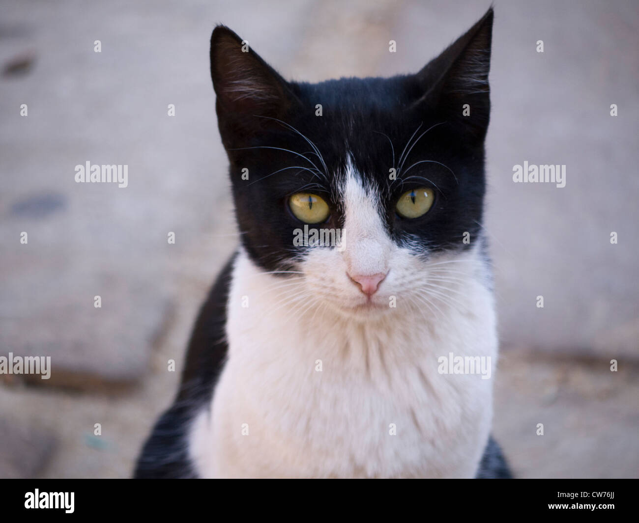Cat at Temple at Edfu in Egypt which is dedicated to the God Horus ...