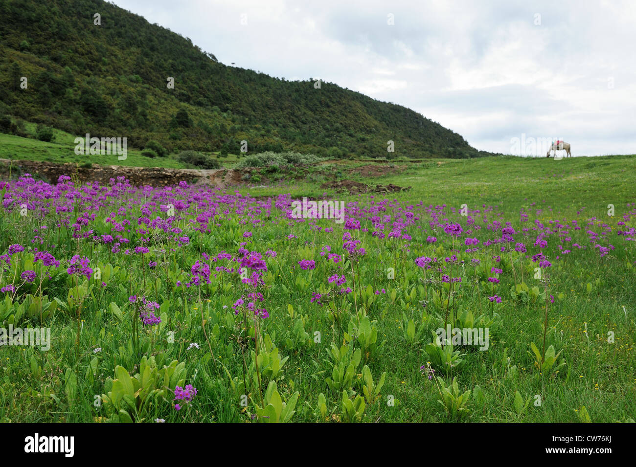 Primula malacoides flowers blooming on the meadow with a horse on the ...