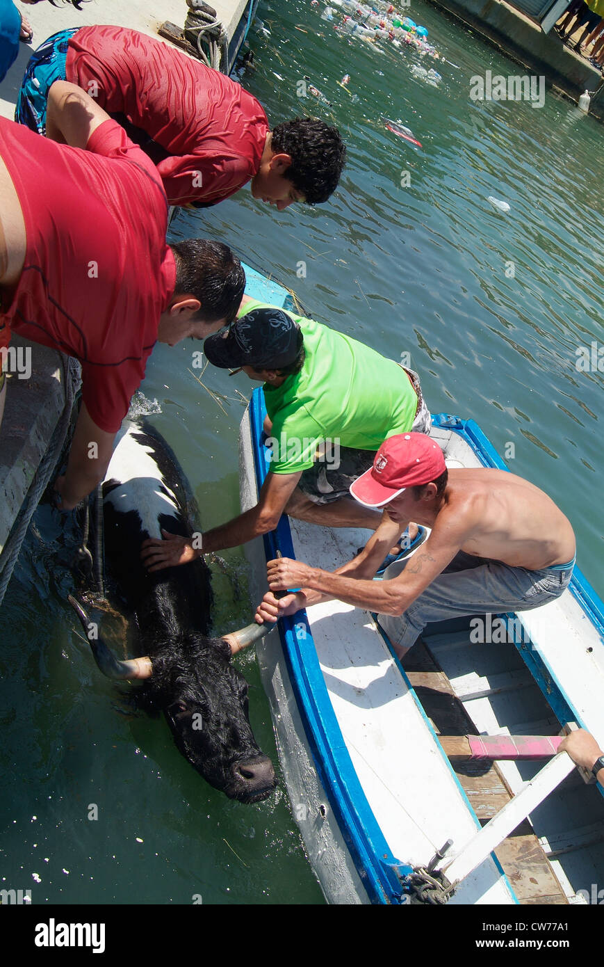 Bull rescue in water, Denia, Alicante, Spain, Europe Stock Photo - Alamy