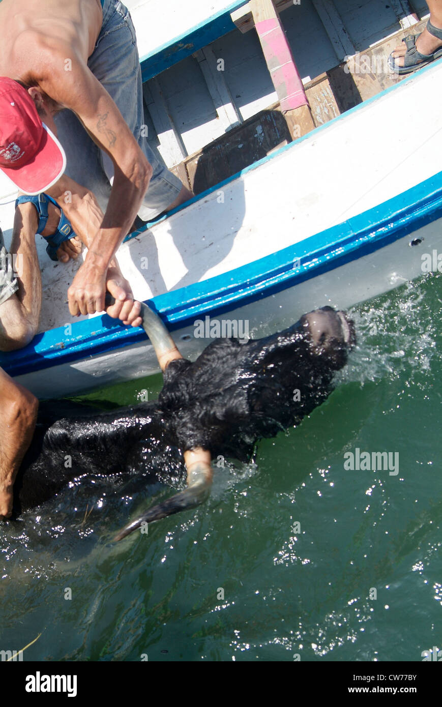 Bull rescue in water, Denia, Alicante, Spain, Europe Stock Photo - Alamy