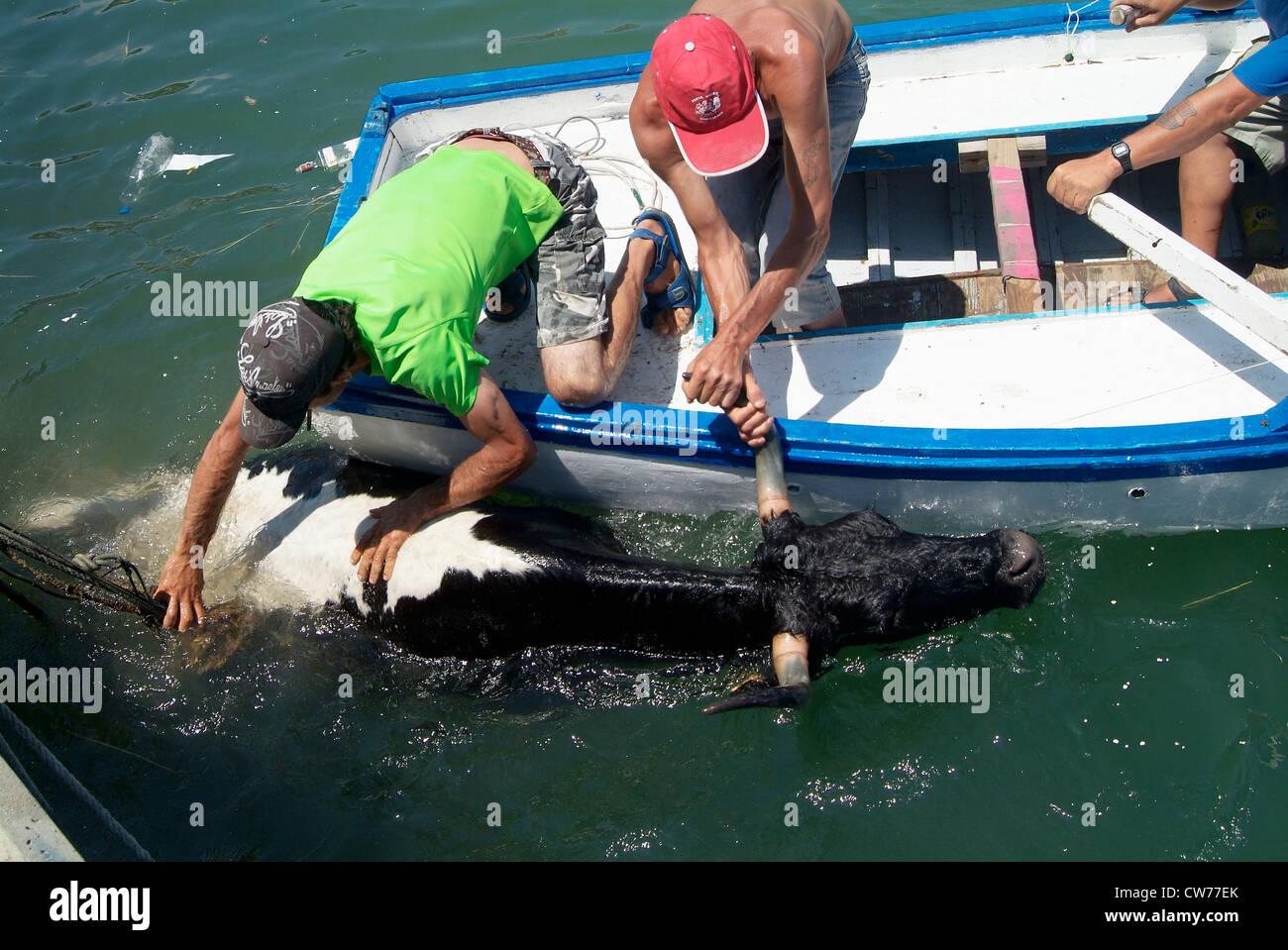 Bull rescue in water, Denia, Alicante, Spain, Europe Stock Photo - Alamy