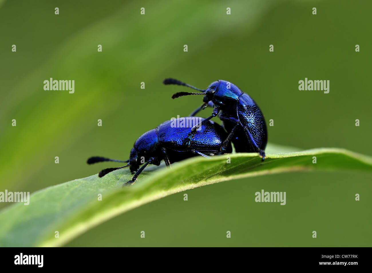 Blue beetles mating Stock Photo - Alamy