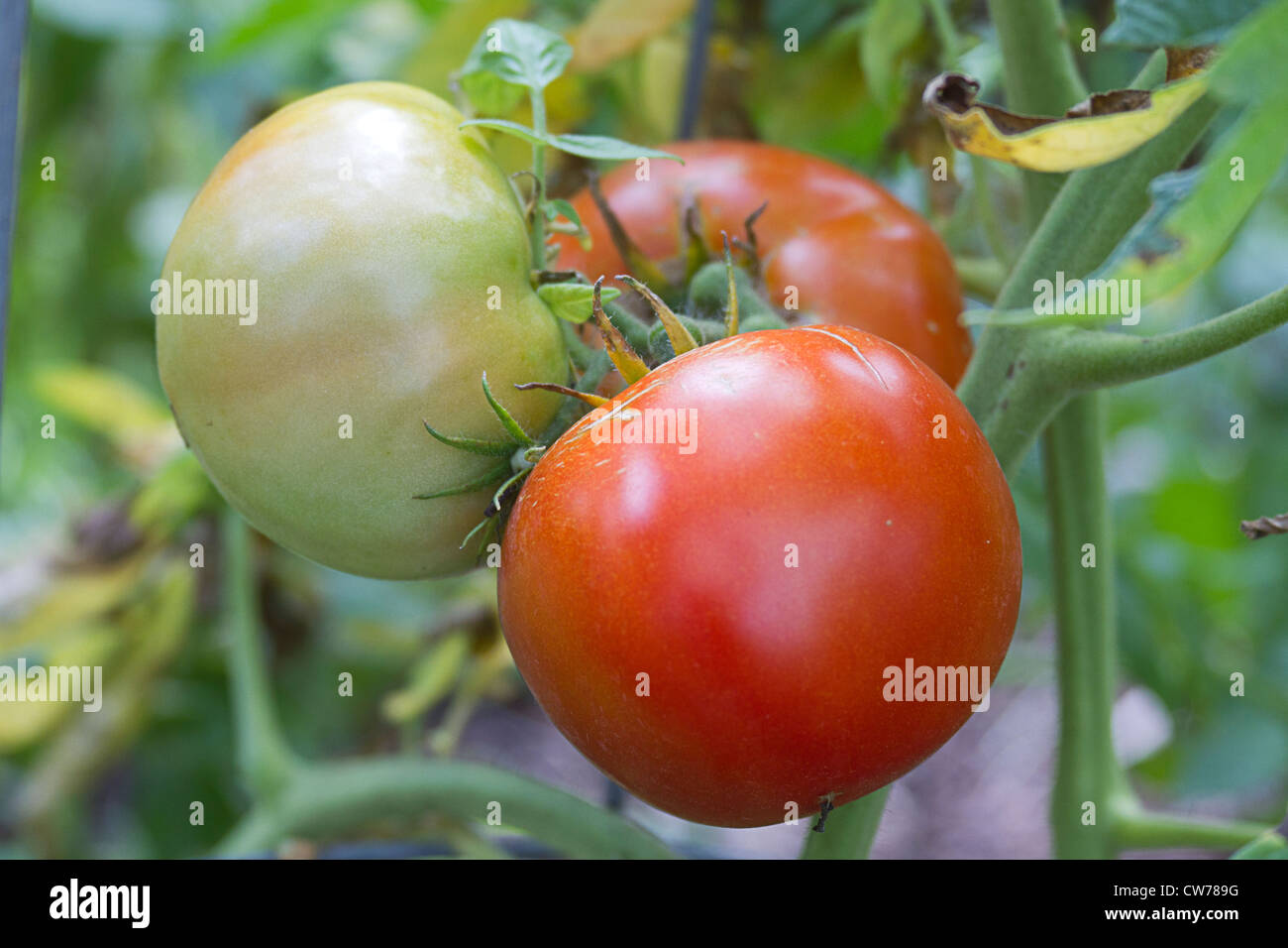 Close up of a bunch of tomatoes in varying stages of ripeness growing ...